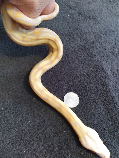 Mainland Blonde Tiger Reticulated Python by Piedmont Reptile Rescue