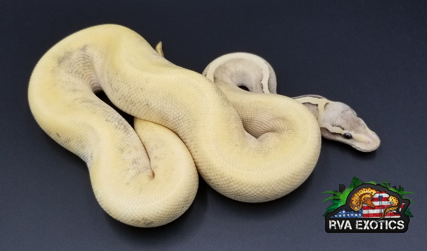 Super Pastel Ghi Mojave Yellowbelly Calico Ball Python by RVA Exotics ...