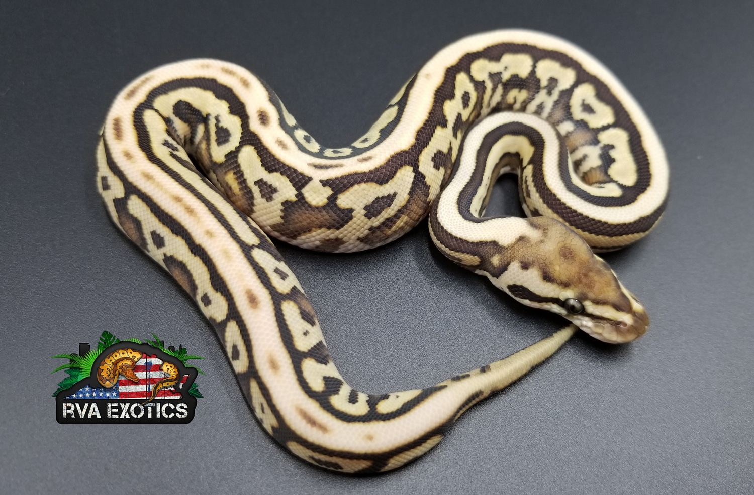 Leopard Spotnose Lesser 50% Het Albino Ball Python by RVA Exotics ...