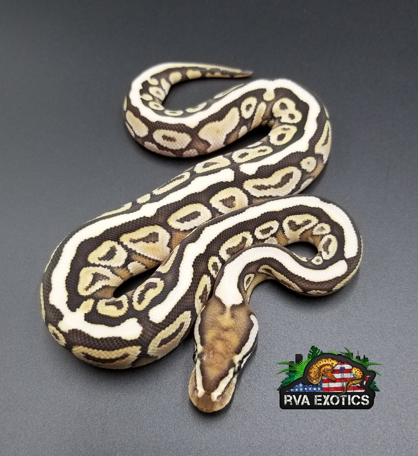 Lesser Spotnose 50% Het Albino Ball Python by RVA Exotics - MorphMarket