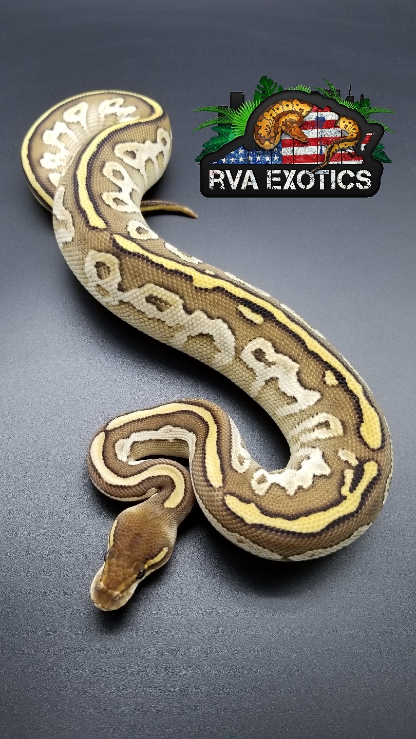 Pastel Enchi Butter Bongo Ball Python by RVA Exotics - MorphMarket