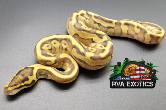 Orange Dream Leopard Enchi Butter Possible Fire Super Leopard 50% Het ...