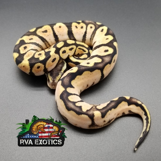 Pastel Sugar Ball Python by RVA Exotics
