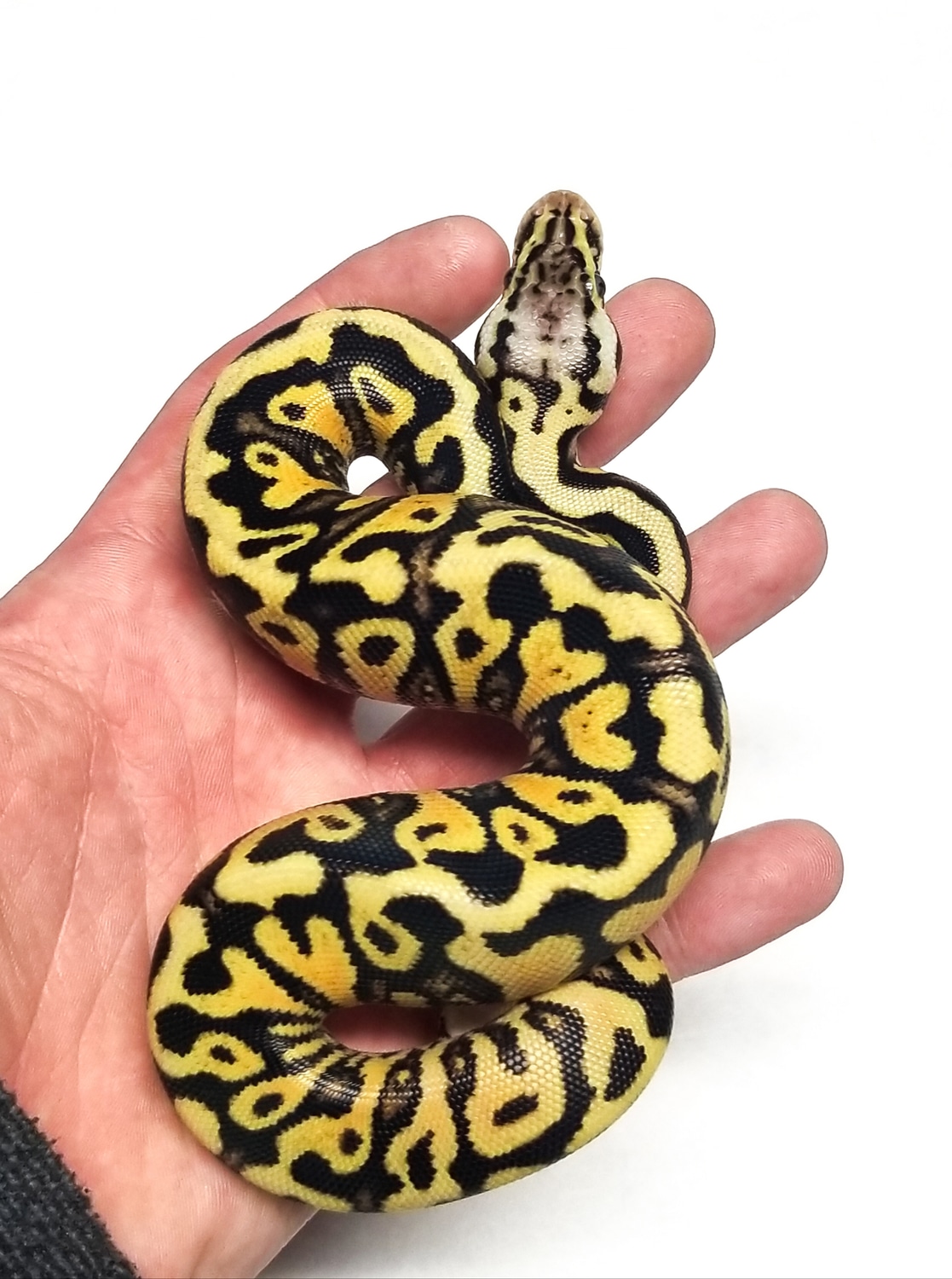 Pastel Spotnose Redstripe Yellowbelly Het Clown Ball Python by RVA ...