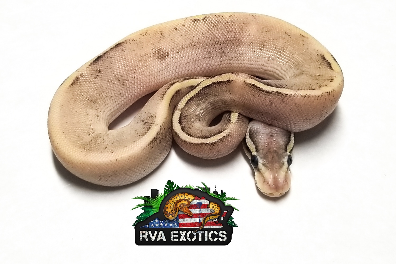 Pastel Mojave Ghi Yellowbelly Calico Ball Python by RVA Exotics - MorphMarket