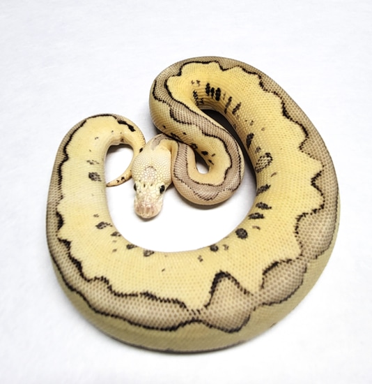 Firefly Leopard Possible Enchi Clown Ball Python by RVA Exotics