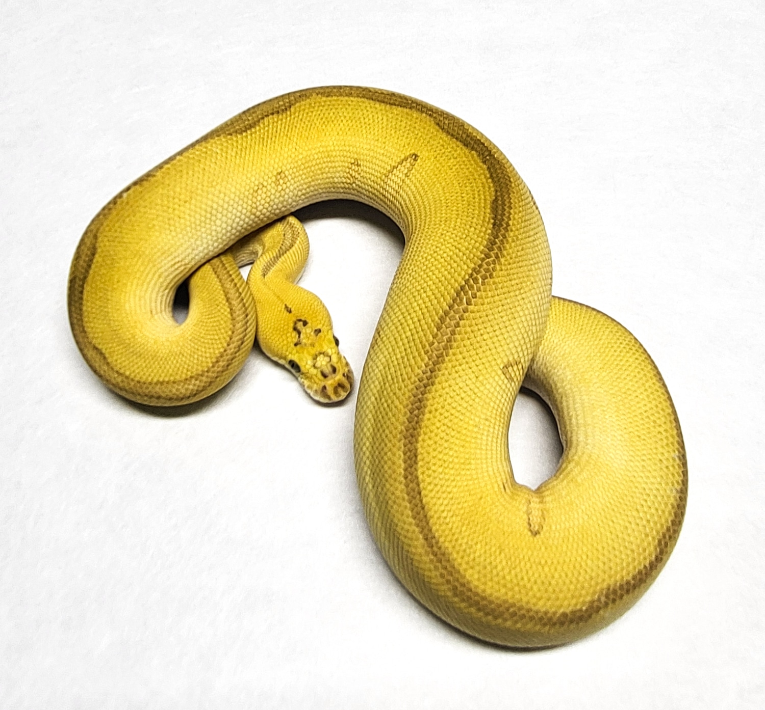 Orange Dream Leopard Firefly Butter Enchi Clown Ball Python by RVA ...