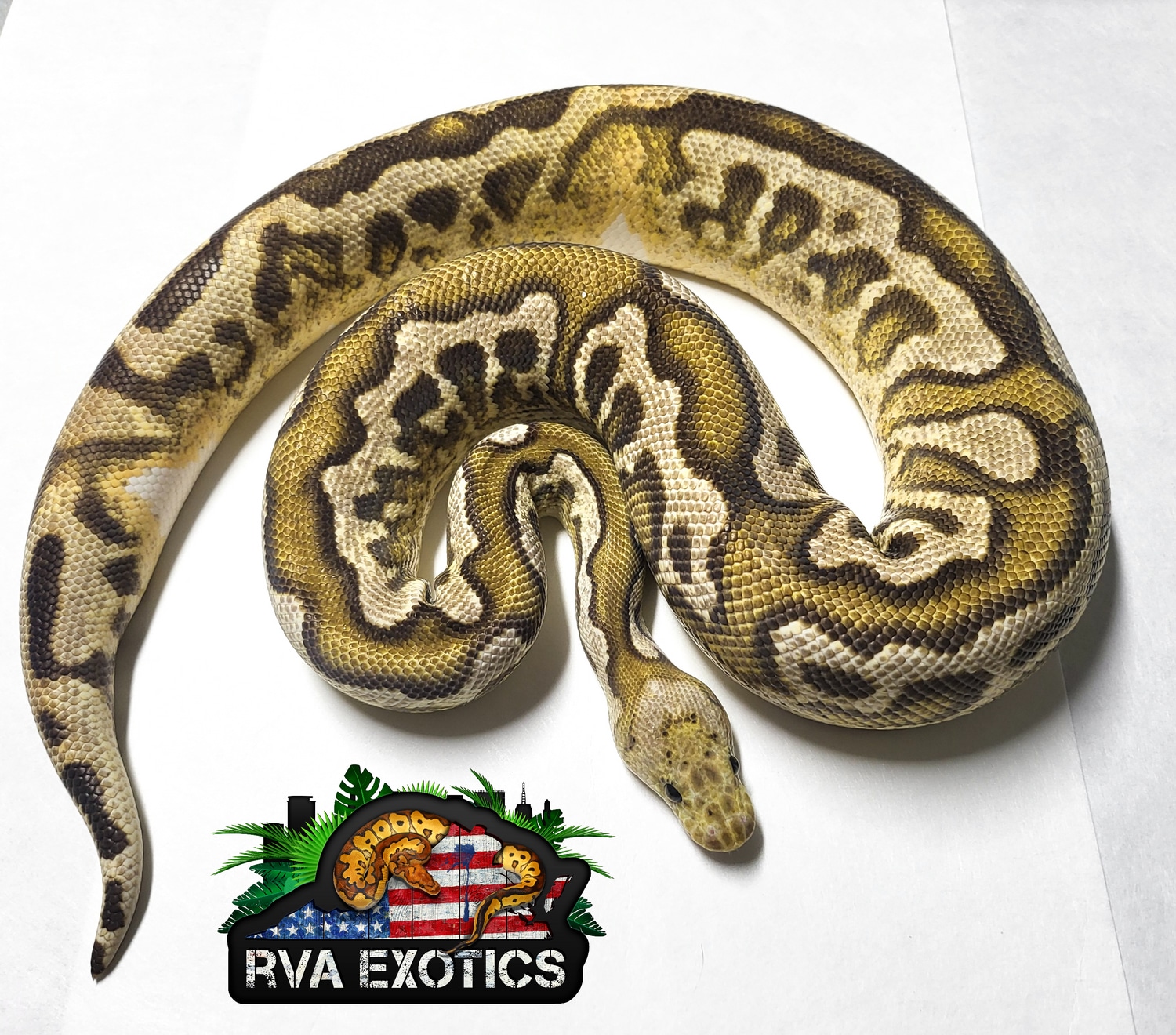 Orange Dream Fire Yellowbelly Spotnose Cinnamon Clown Ball Python by ...
