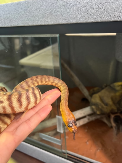 Yearling Woma Python by GrayScale