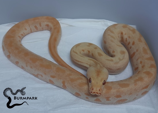 Albino Green Het Granite Burmese Python by Burmpark