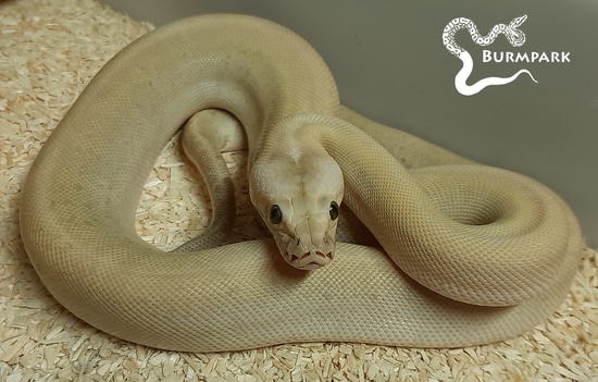 Hypo Green Granite 66% Het Albino Burmese Python by Burmpark