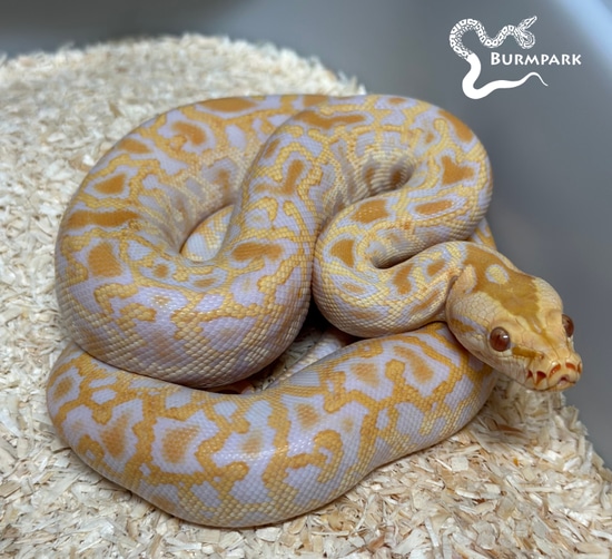 Albino Het Caramel Labyrinth Green Granite Burmese Python by Burmpark