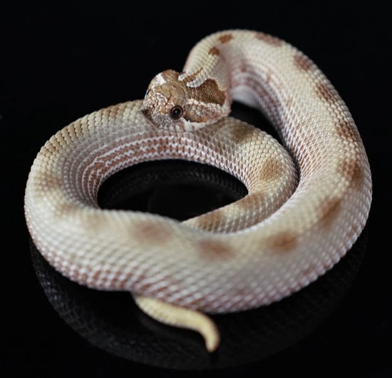 3X Female Western Hognose Lot by CalacasHogs Hognose Snakes