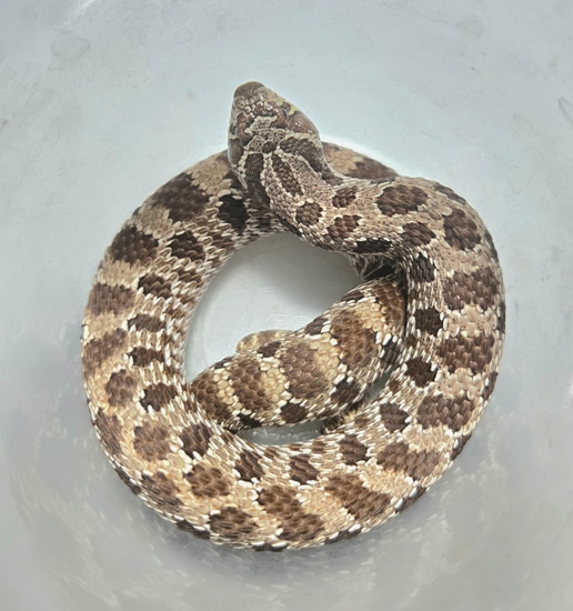 Normal Western Hognose by Paige S