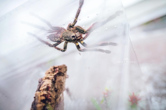 Adult Female RTB Red Slate Ornamental (Poecilotheria Rufilata ...