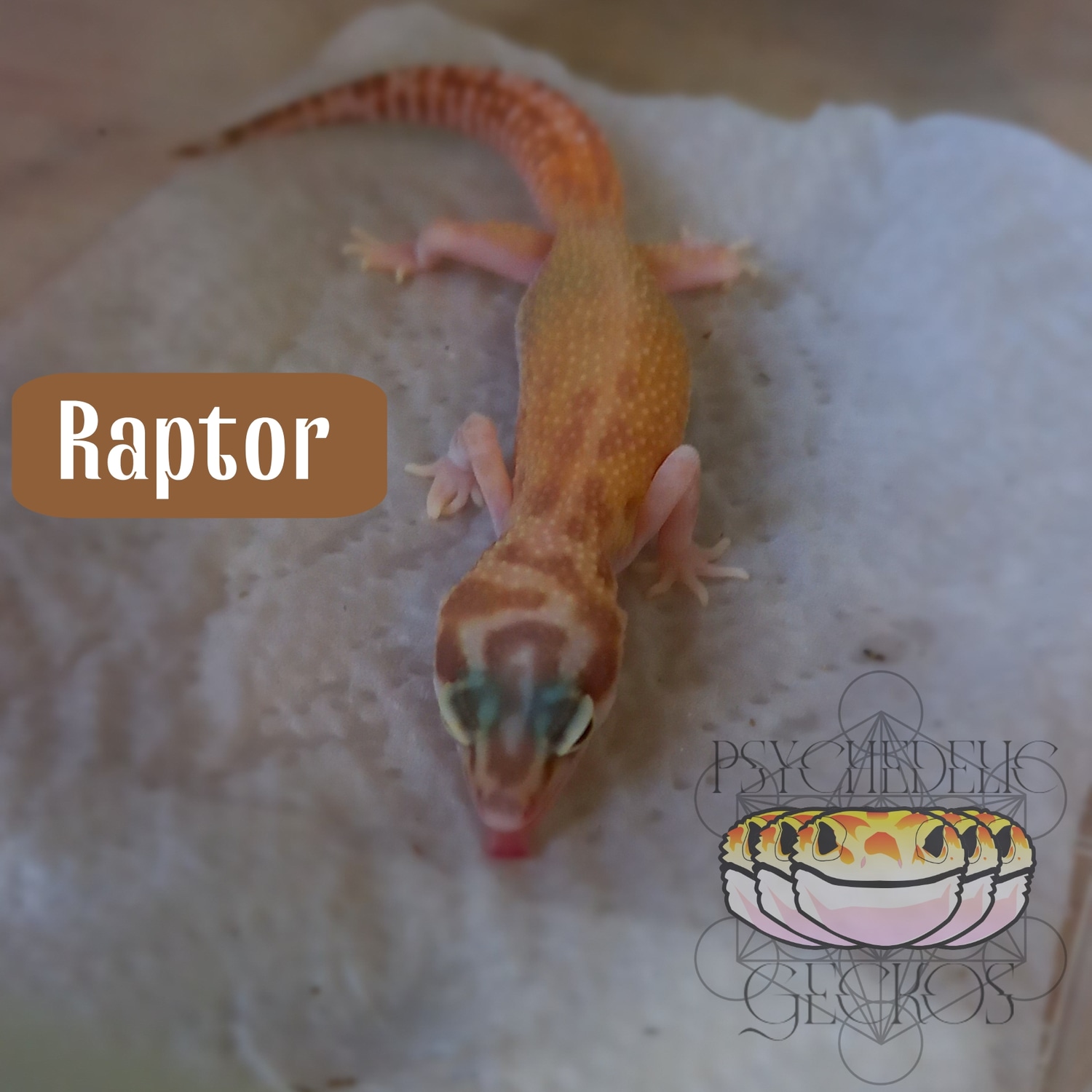 Raptor Leopard Gecko by Psychedelic Geckos - MorphMarket