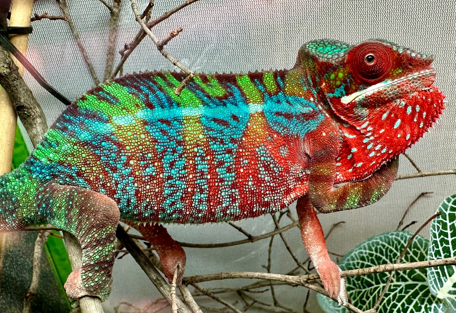 5.5mo RBBB Line Ambilobe Panther Chameleon by Psychedelic Pardalis ...