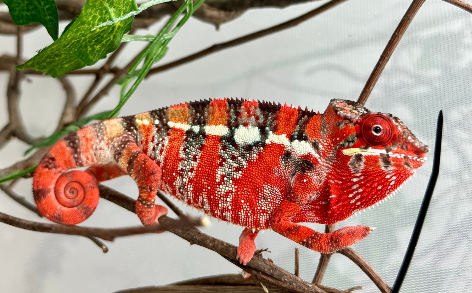 4-4.5mo High Vermilion YBBB Line Ambilobe Panther Chameleon by ...