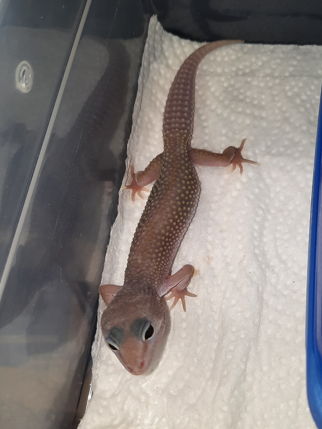 Sale!!! Mack Snow Murphy Patternless TSF Leopard Gecko by Deez Gex ...