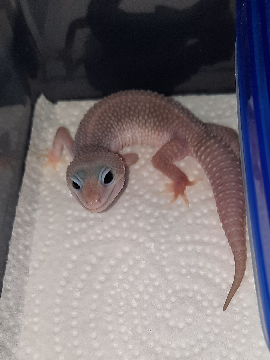 Mack Super Snow Murphy Patternless TSM Leopard Gecko by Deez Gex ...