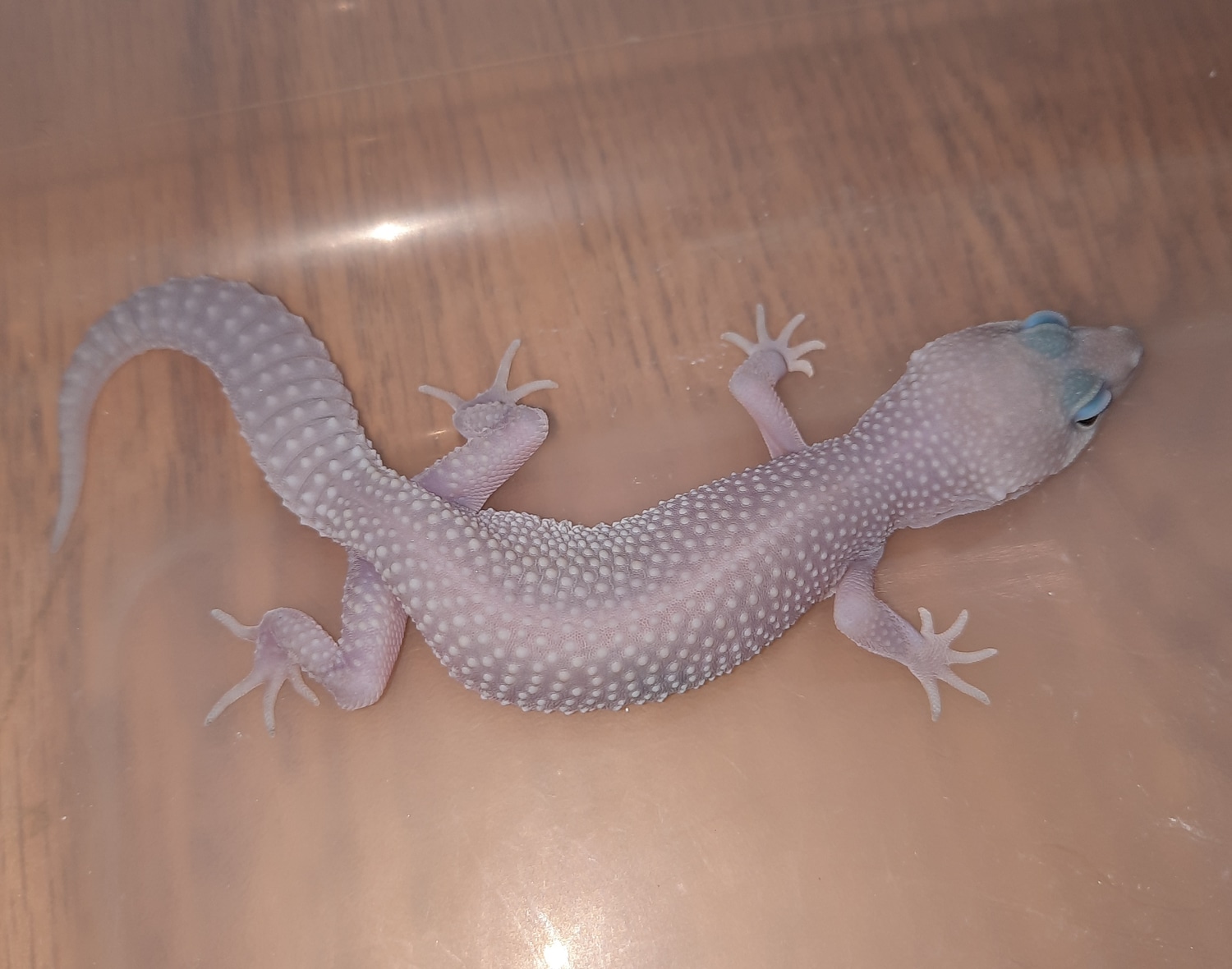Sale!!! TSF Blizzard 66% Het Tremper Leopard Gecko by Deez Gex ...