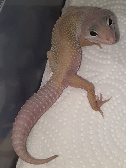 Sale!!! Mack Snow Murphy Patternless TSF Leopard Gecko by Deez Gex - MorphMarket