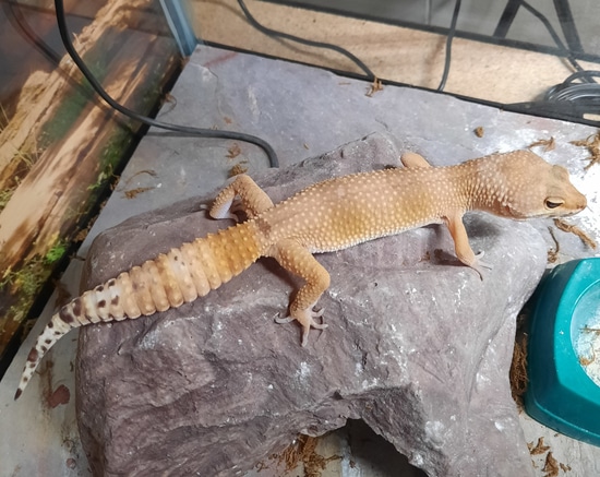 Shtctb Leopard Gecko Sale!!! by Deez Gex