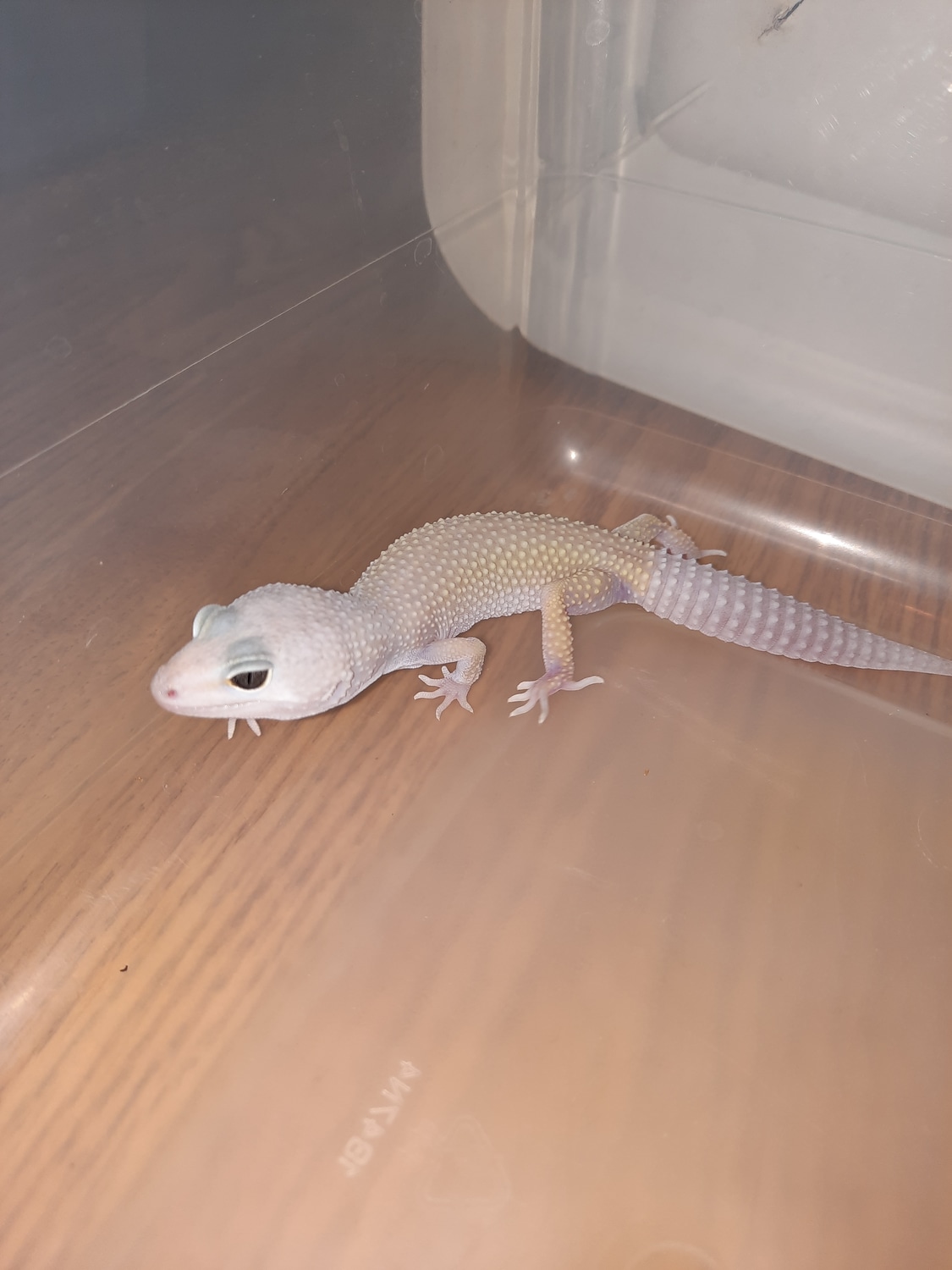 Mack Snow Murphy Patternless TSF Leopard Gecko by Deez Gex - MorphMarket