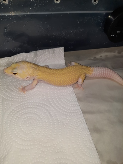 Ember Sale!!! Leopard Gecko by Deez Gex