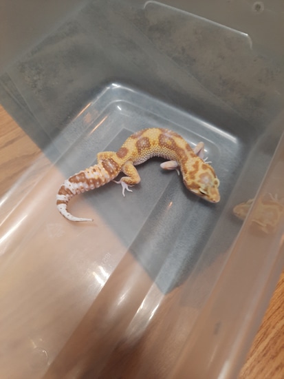 Raptor Pos Pastel Leopard Gecko by Deez Gex