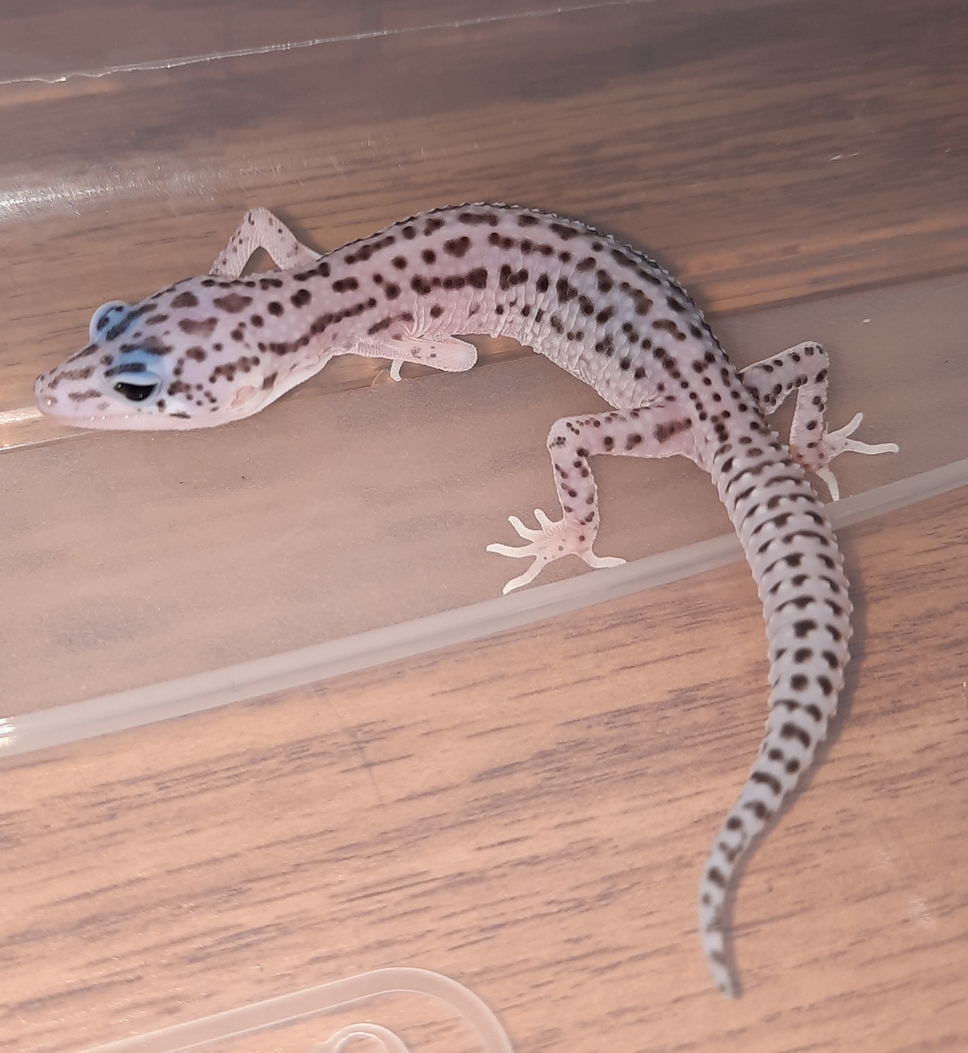 Mack Super Snow Het Tremper Het Blizzard Het Eclipse TSM Leopard Gecko ...