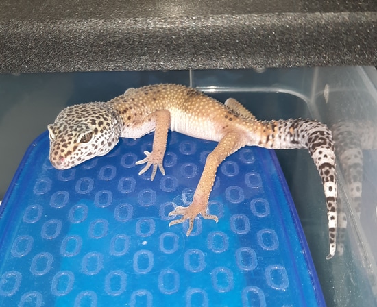 Het Blizzard Het Murphy Patternless Pos Het Tremper TSF Leopard Gecko ...