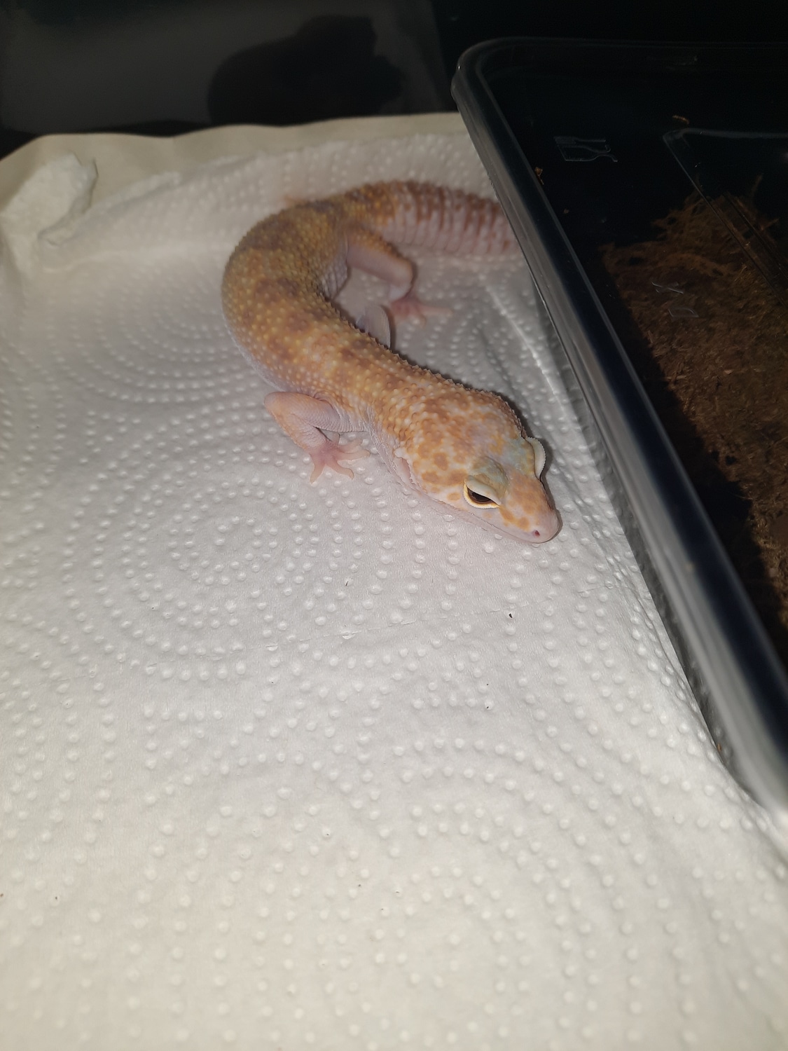 Raptor het murphy patternless pos tug snow