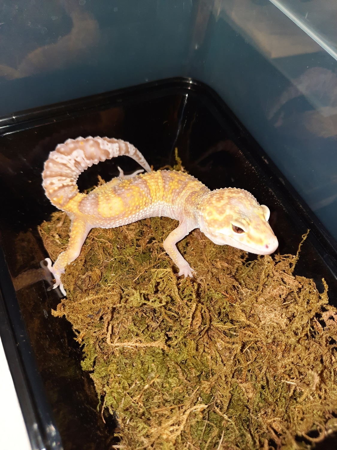 Raptor het murphy patternless pos tug snow