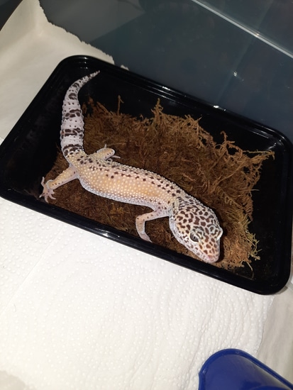 TSF Mack Snow Het Blizzard Het Murphy Patternless Pos Het Tremper ...