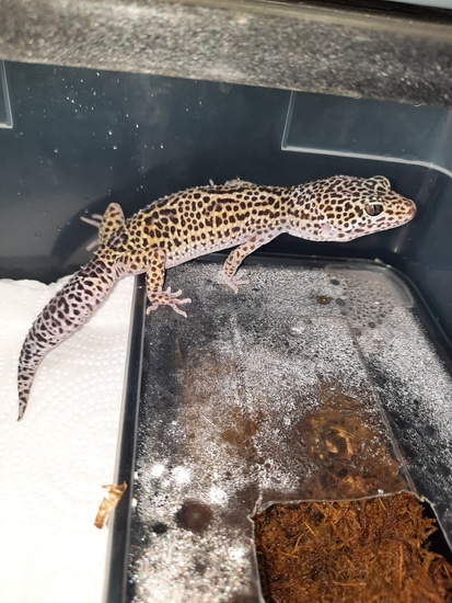 Mack Snow Het Blizzard Het Murphy Patternless Pos Het Tremper Leopard ...