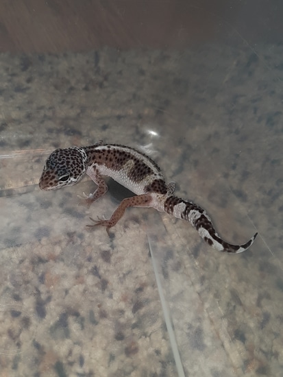 Black Night Cross Mack Snow Het Murphy Patternless TSM Leopard Gecko by ...