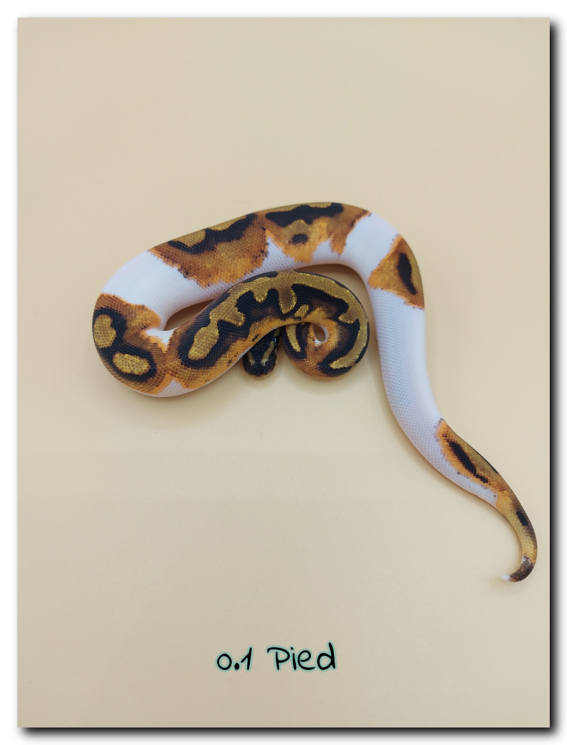 Pied Ball Python by Psydelic-balls - MorphMarket