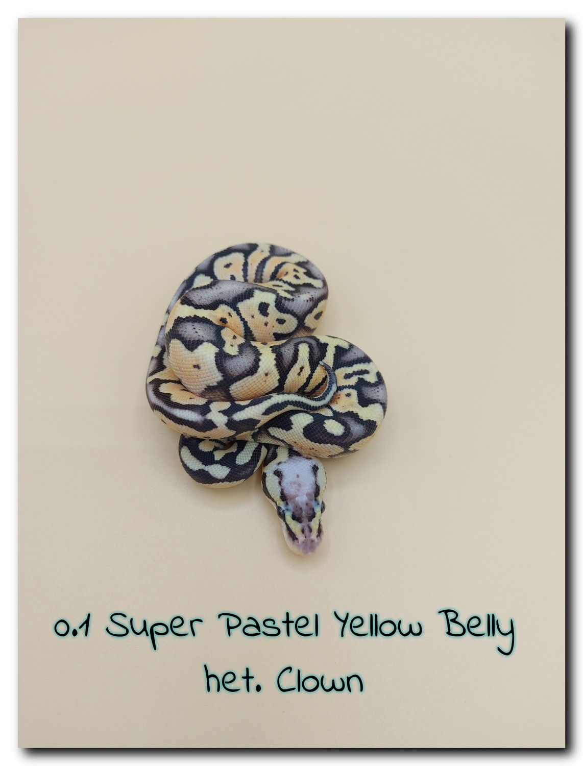 Super Pastel Yellow Belly Het. Clown Ball Python by Psydelic-balls ...