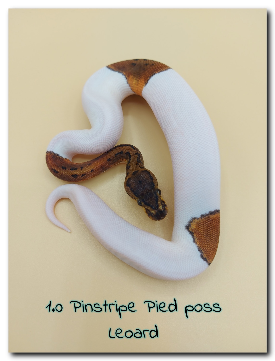 Pinstripe Pied Poss Leopard Ball Python by Psydelic-balls - MorphMarket