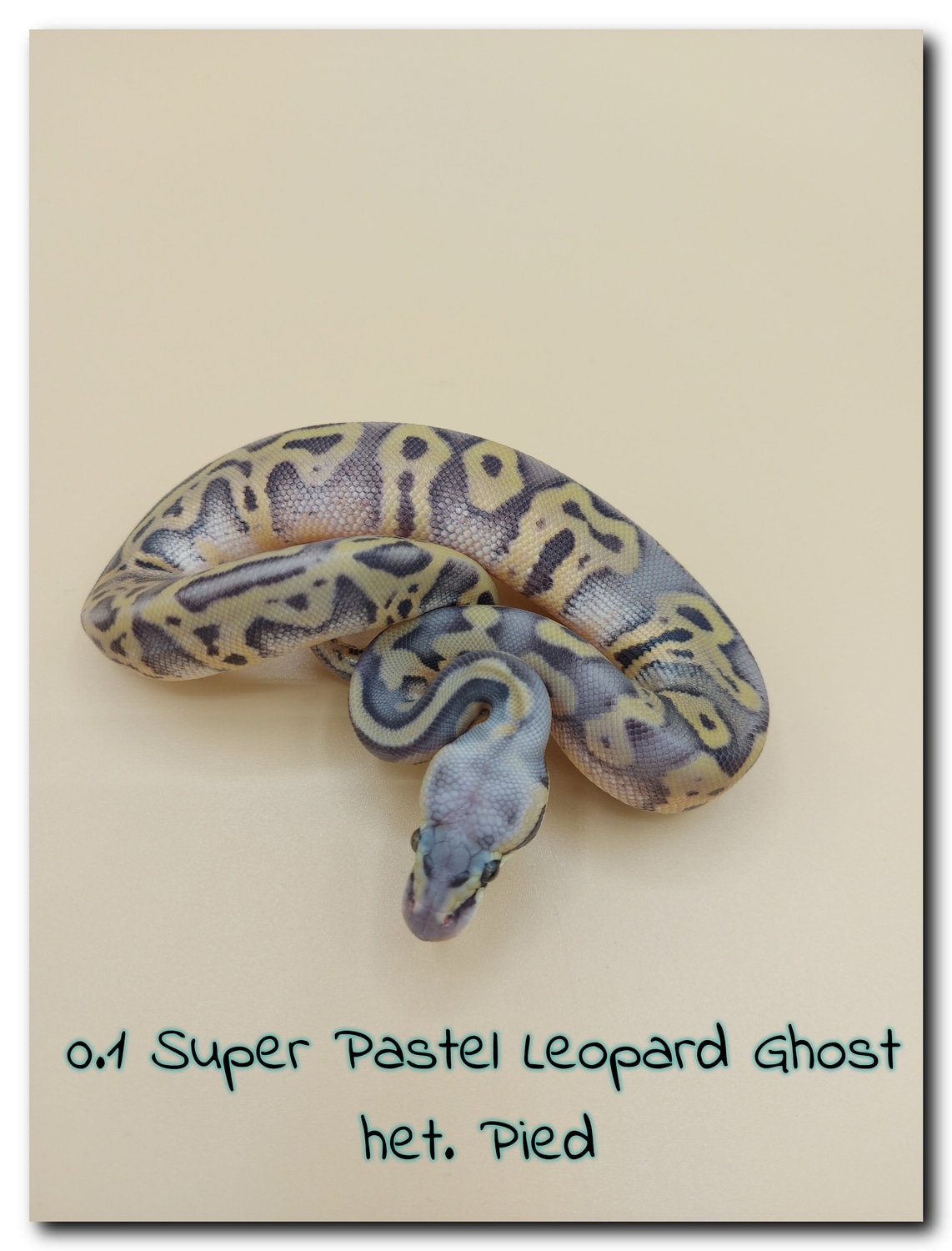 Super Pastel Leopard Ghost Het Pied Ball Python by Psydelic-balls ...