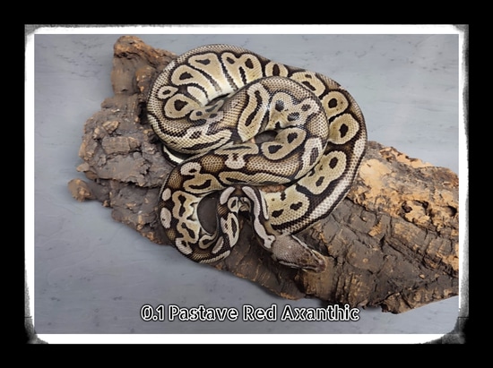 Pastave Red Axanthic Ball Python by Psydelic-balls