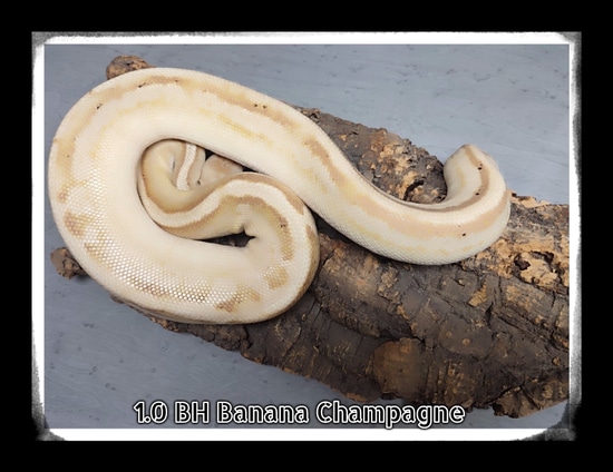 Black Head Banana Champagne FM Ball Python by Psydelic-balls