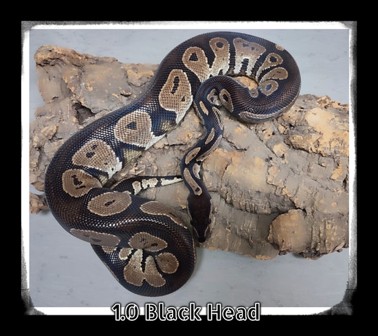 Black Head Ball Python by Psydelic-balls