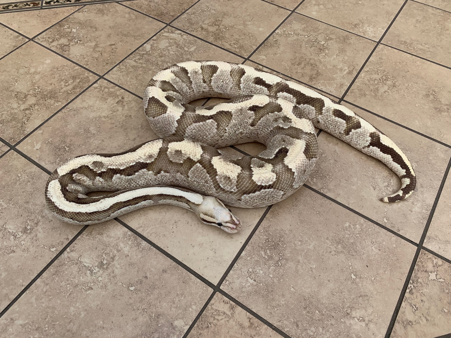 Vanilla Cream Ball Python by Wishing Well Exotics - MorphMarket