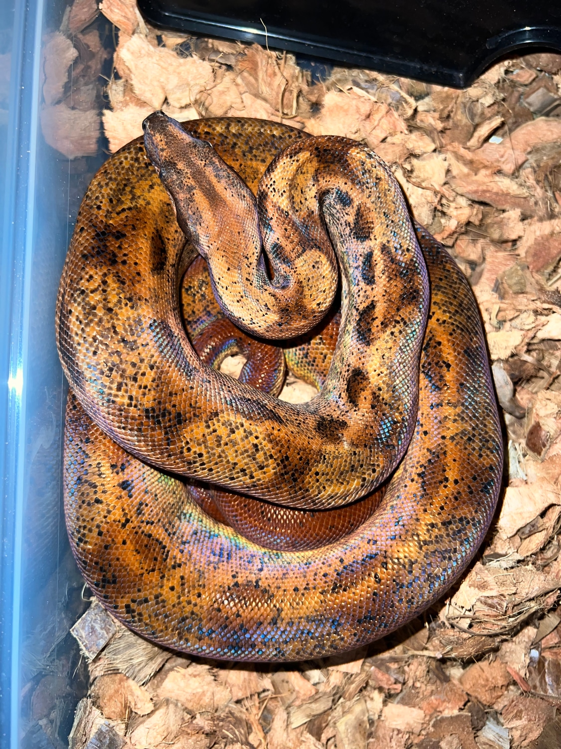 Motley Hypo 66% Het Sundragon Boa Constrictor by Wishing Well Exotics ...