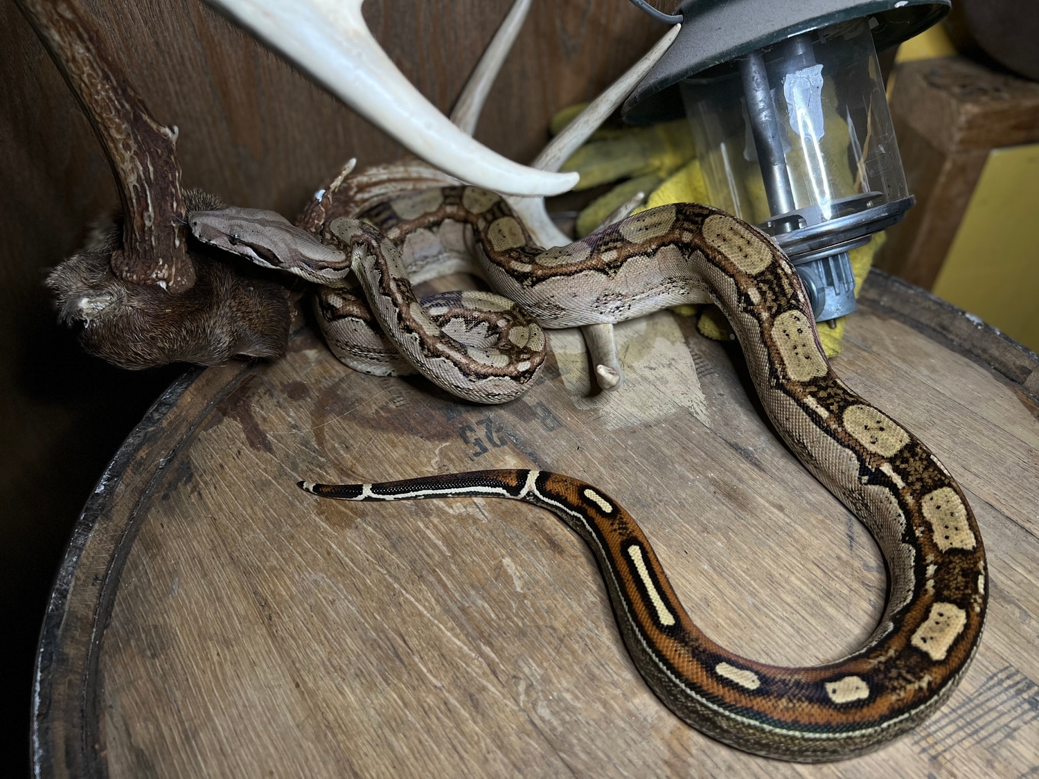 0.1 20’ Keltic Het Albino Boa Constrictor by Wishing Well Exotics ...