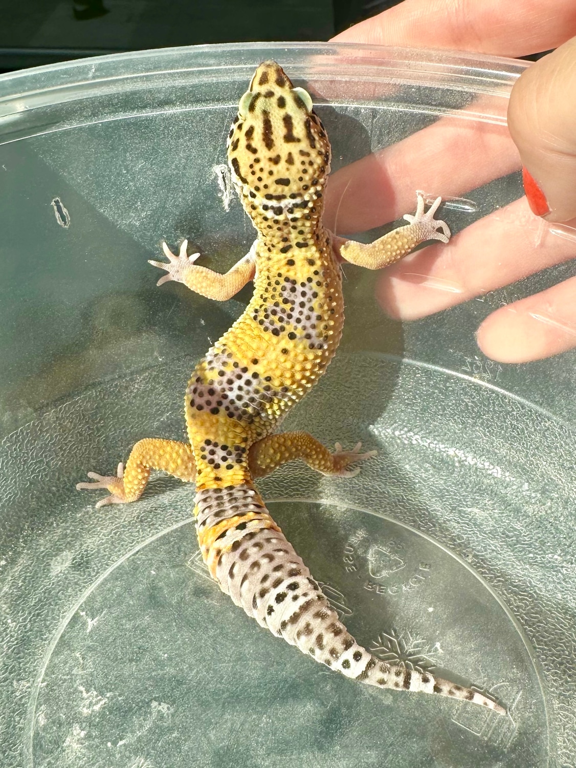 Melanistic Purple Head Tangerine Cross Leopard Gecko by Peck’s Gecks ...