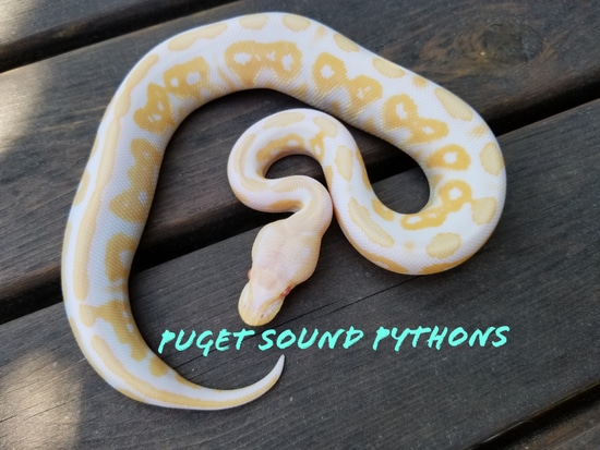 Black Pastel Albino Ball Python by Puget Sound Pythons
