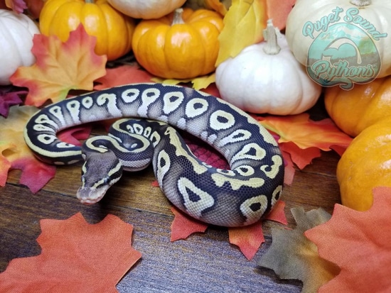 2019 Pastave Female Ball Python by Puget Sound Pythons